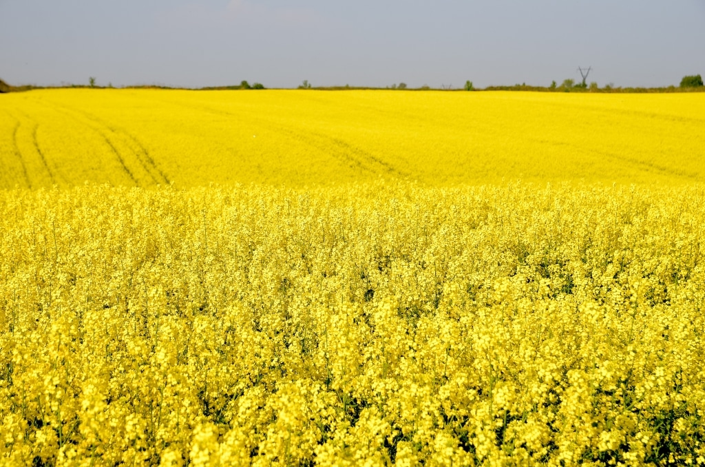 Rapeseed variety | ID GRAIN innovation and expertise
