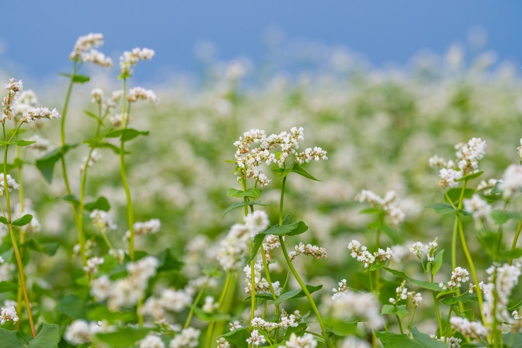 Culture du sarrasin | Expertise et innovation ID GRAIN